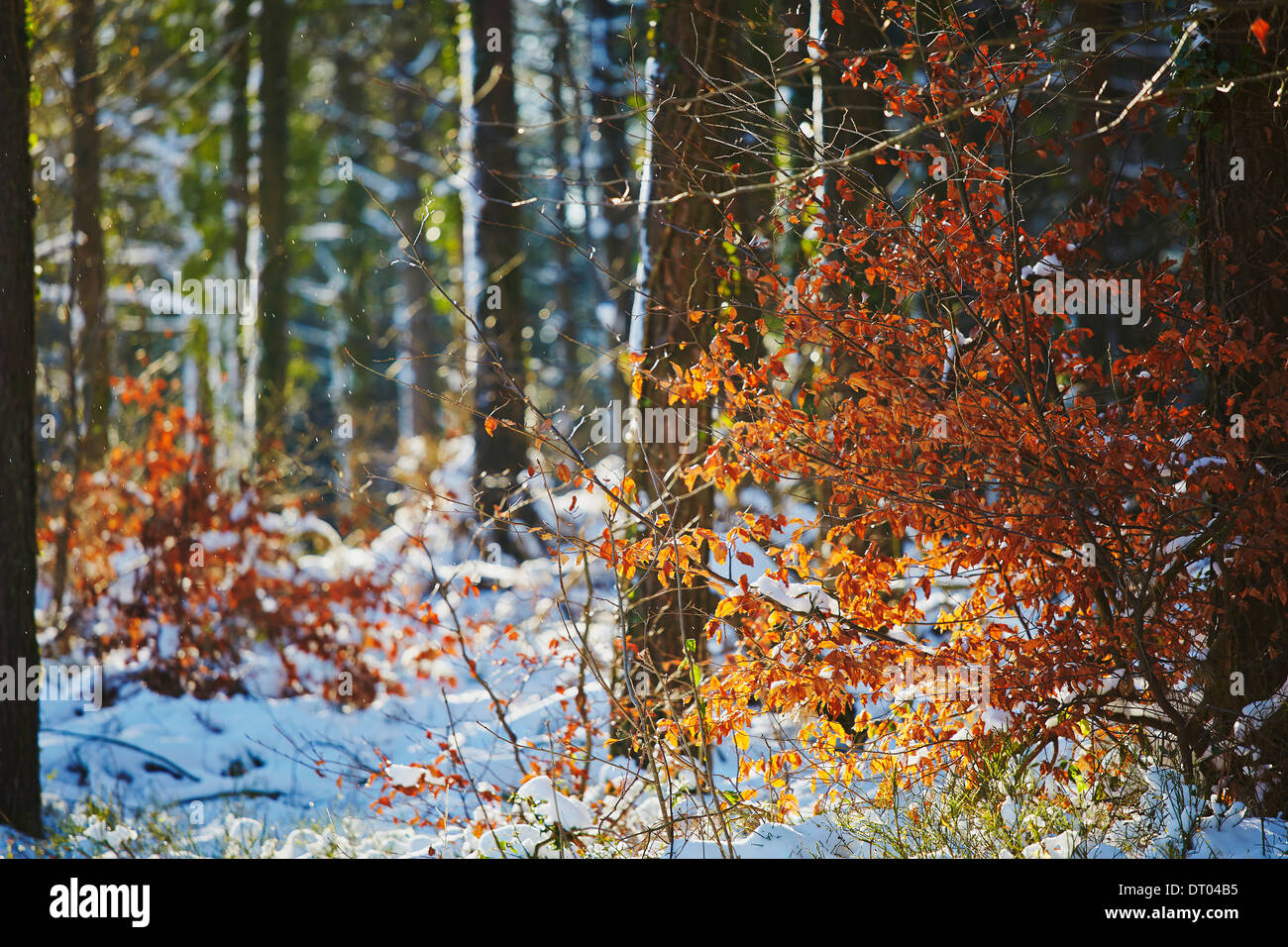 Mamhead, devon, england hi-res stock photography and images - Alamy