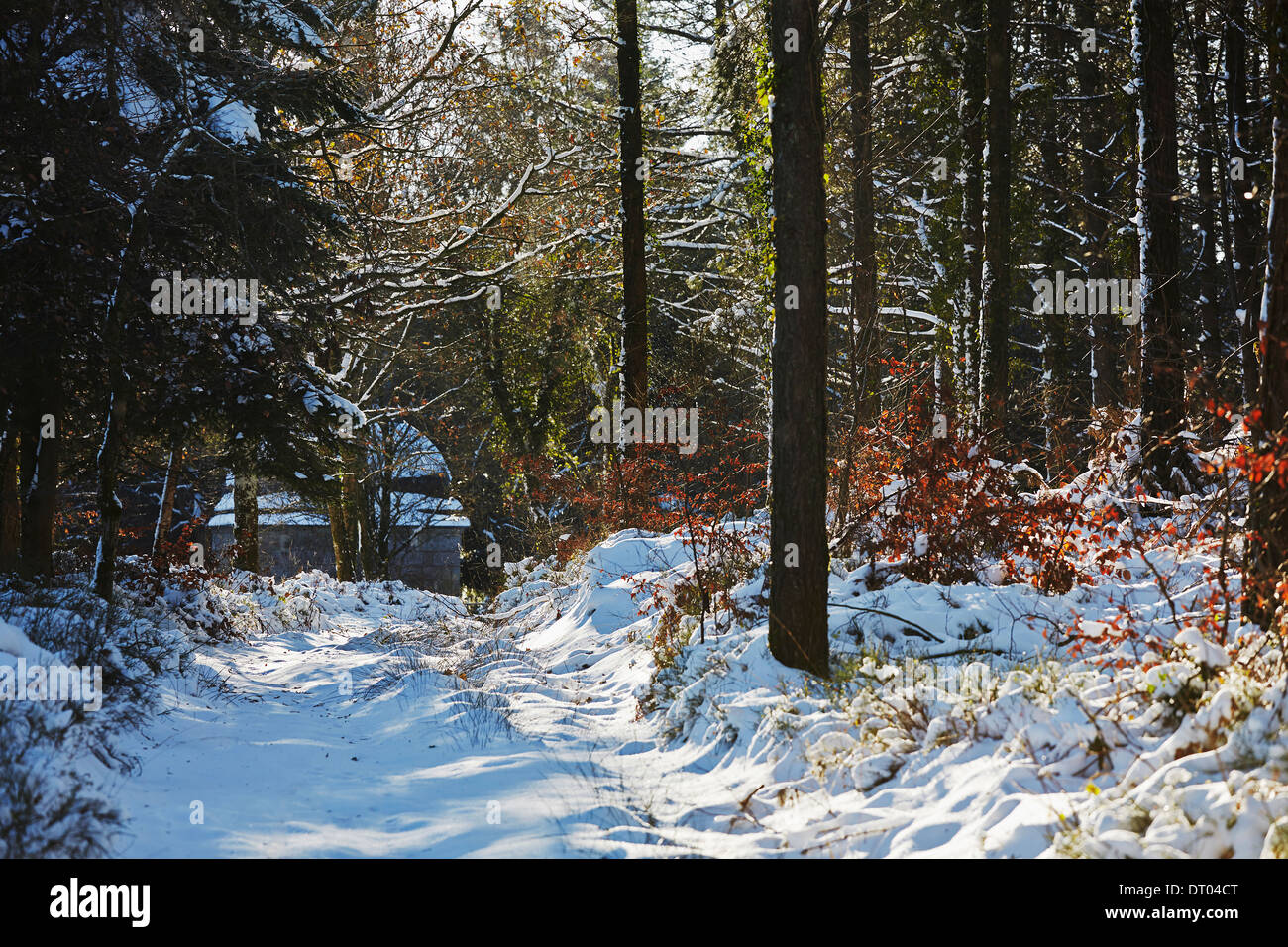 Mamhead hi-res stock photography and images - Alamy