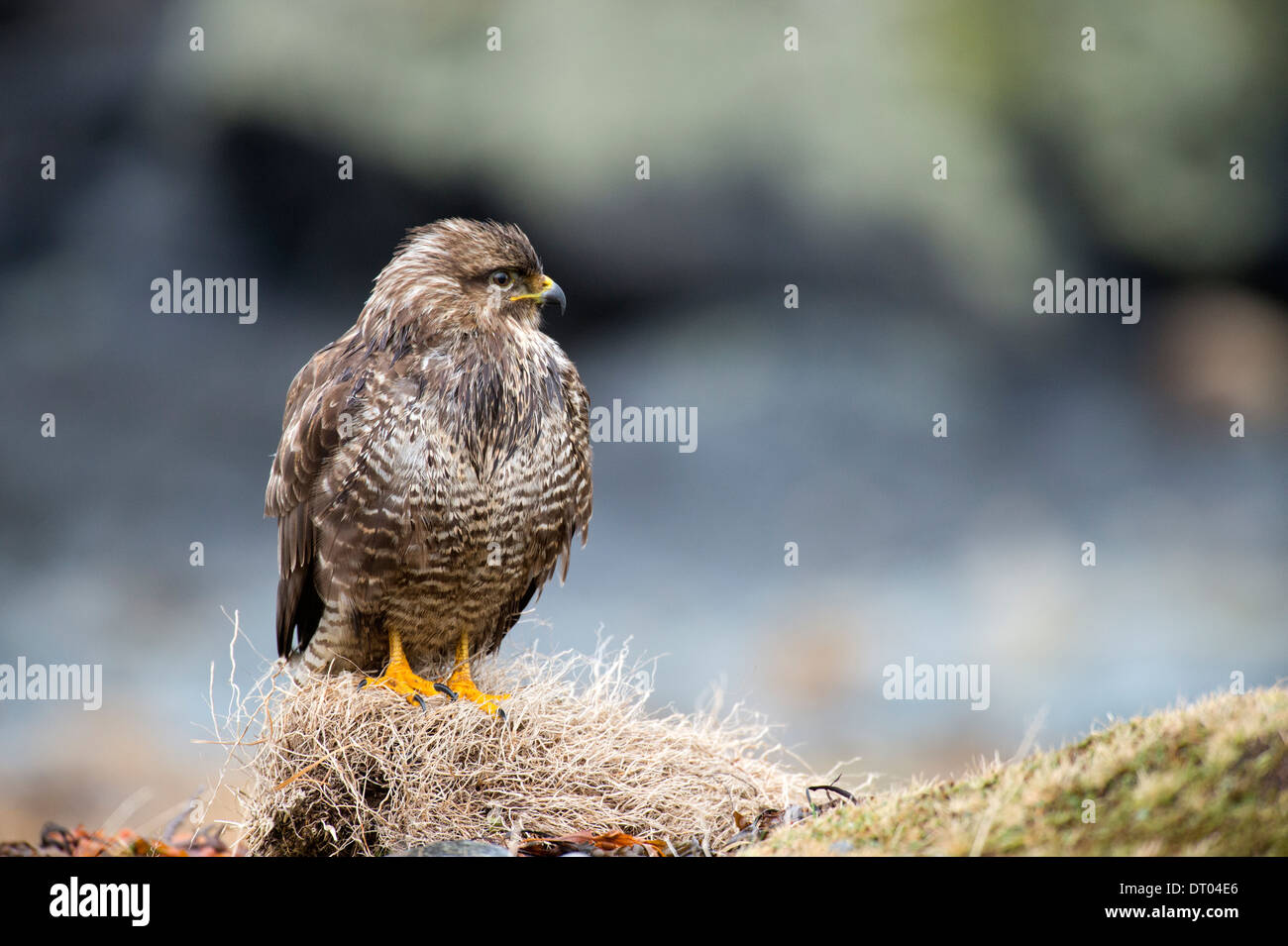 European buzzard hi-res stock photography and images - Alamy