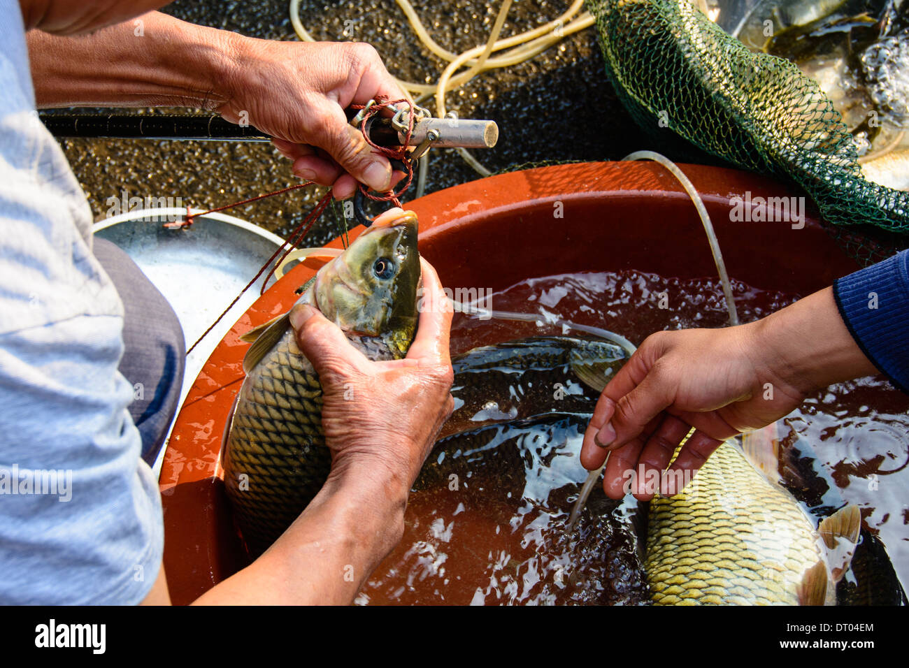 China, Xian, outdoor fresh fish market Stock Photo - Alamy