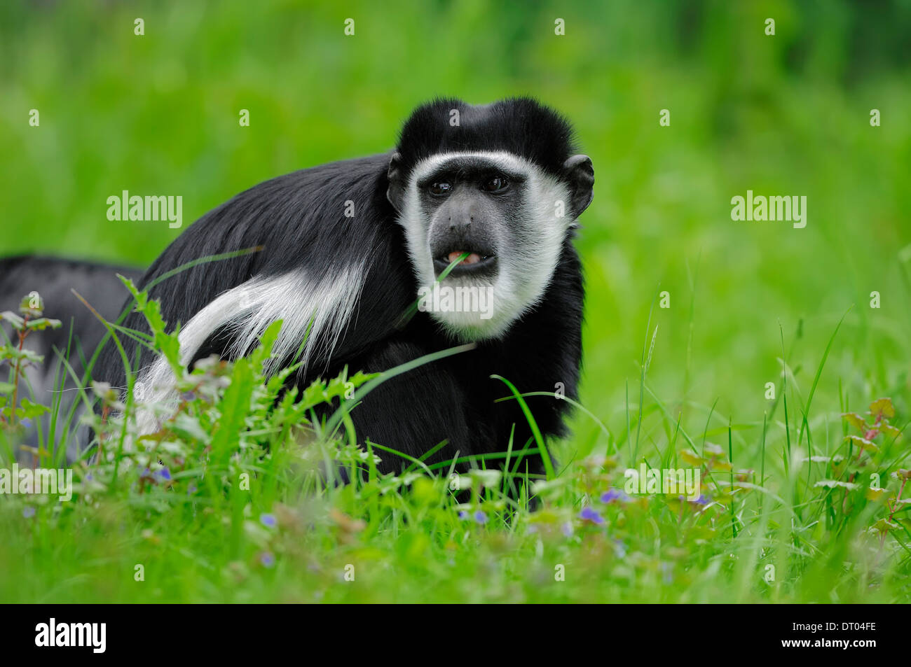 Adult male colobus monkey hi-res stock photography and images - Alamy