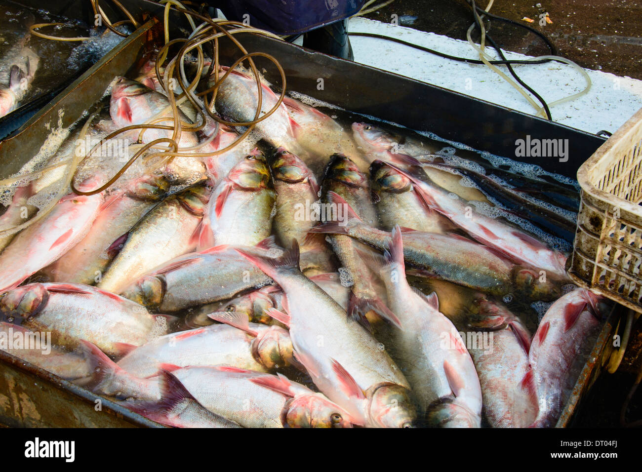 China, Xian, outdoor fresh fish market Stock Photo - Alamy