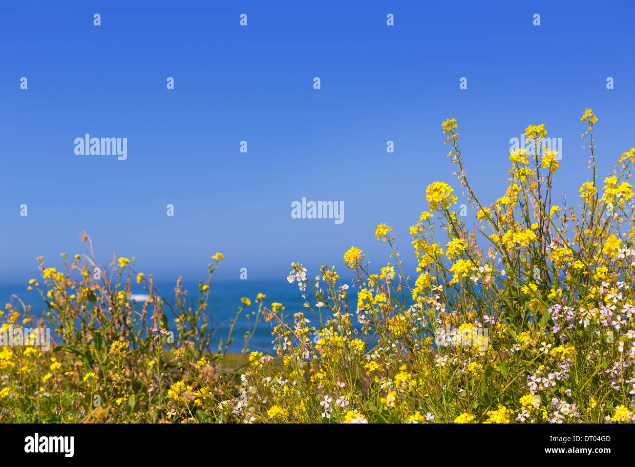 California Pigeon point spring flowers in Cabrillo Hwy coastal highway ...
