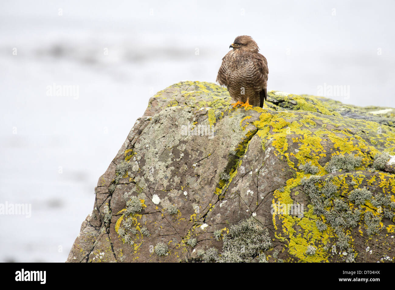 Scottish buzzard hi-res stock photography and images - Alamy