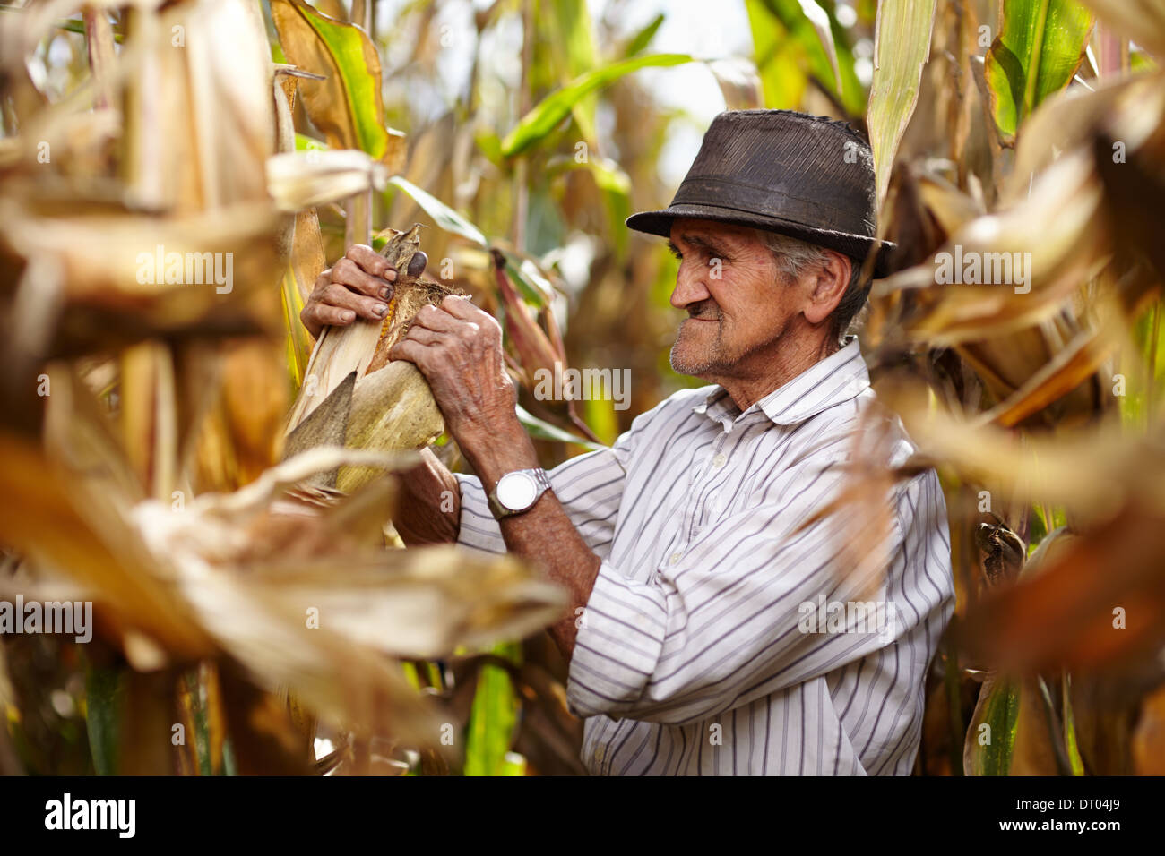 Peasants harvesting corn hi-res stock photography and images - Alamy