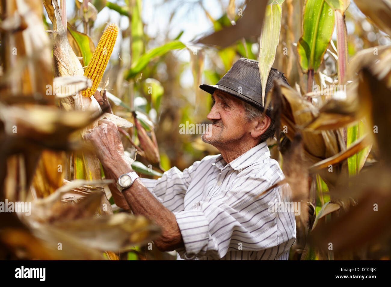 Peasants harvesting corn hi-res stock photography and images - Alamy