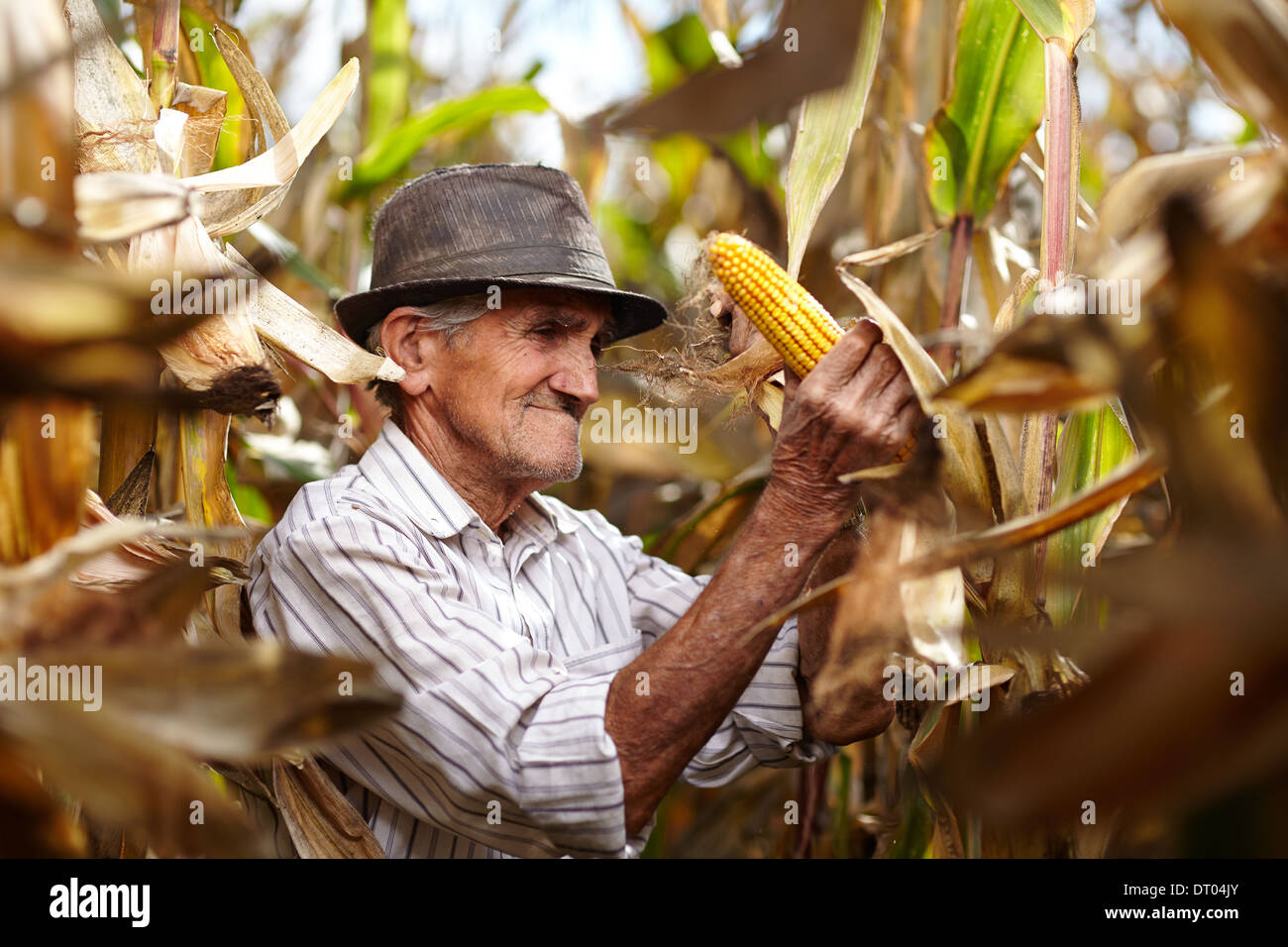 Peasants harvesting corn hi-res stock photography and images - Alamy