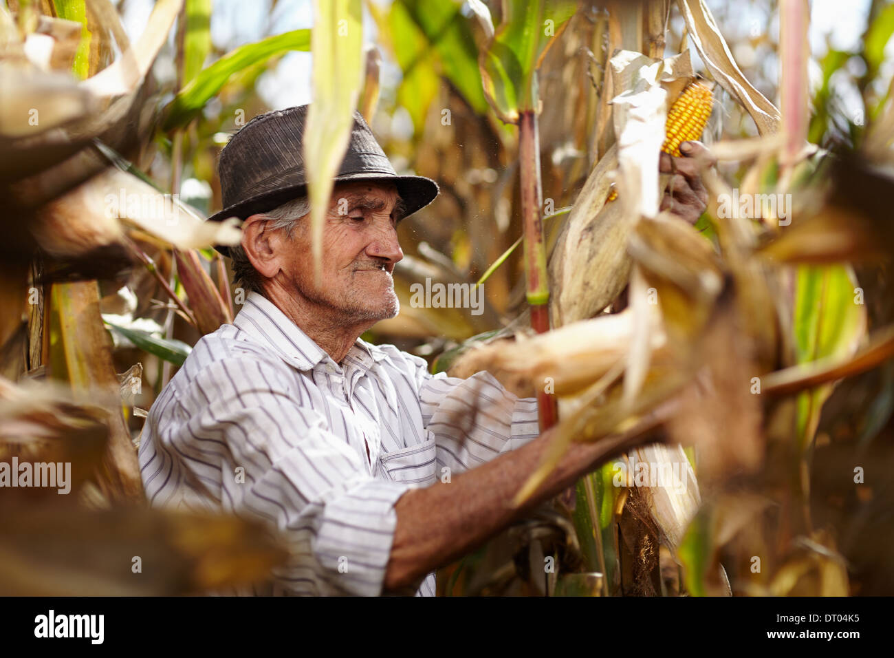 Closeup of old man at corn harvest Stock Photo - Alamy