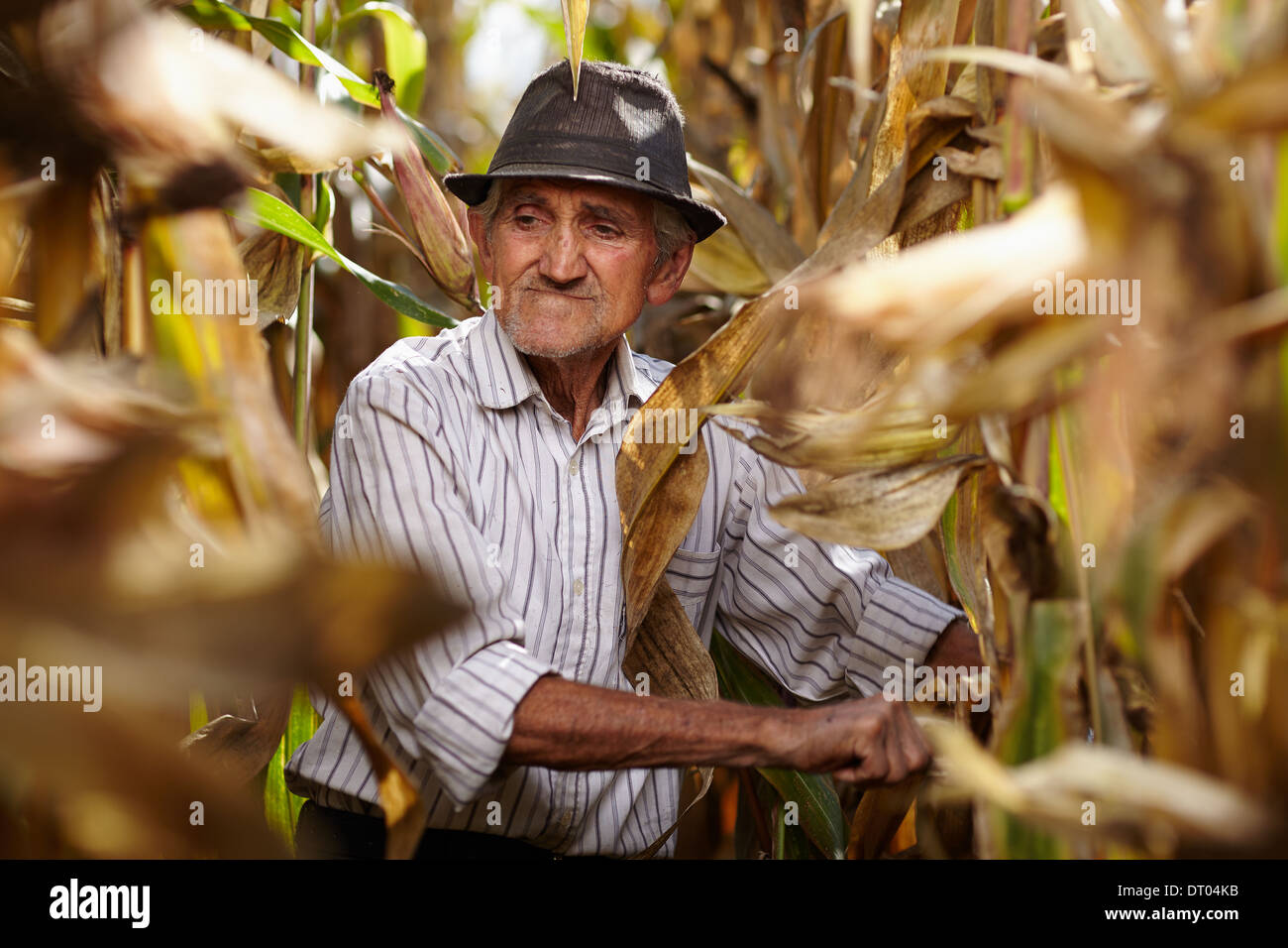 Closeup of old man at corn harvest Stock Photo - Alamy
