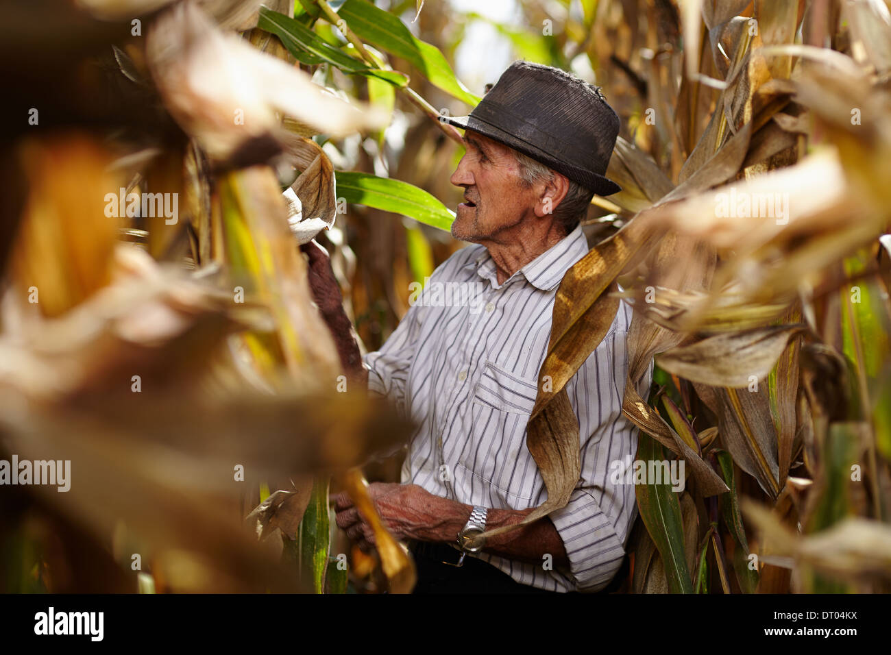 Closeup of old man at corn harvest Stock Photo - Alamy