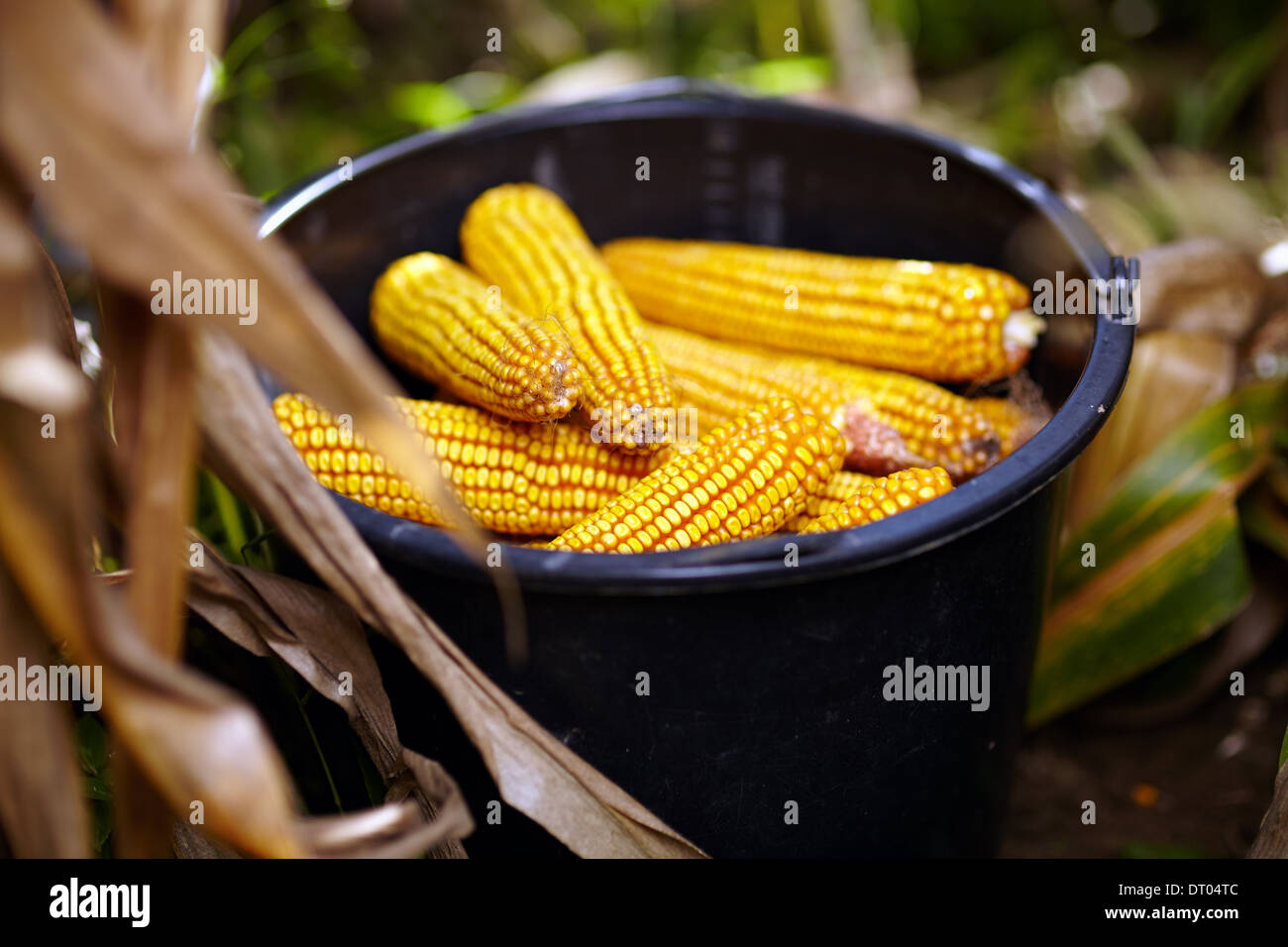 Full harvesting bucket hi-res stock photography and images - Alamy