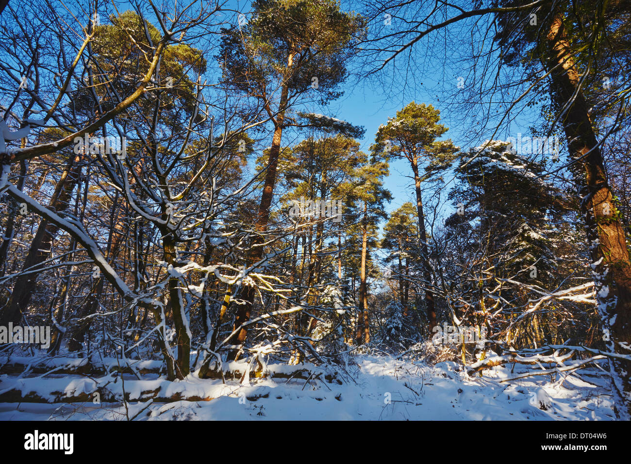 A conifer forest in deep winter snow, in the Haldon Hills near Mamhead ...
