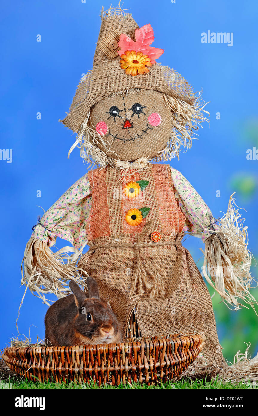 Dwarf Rabbit or Domestic Rabbit in basket and scarecrow Stock Photo - Alamy