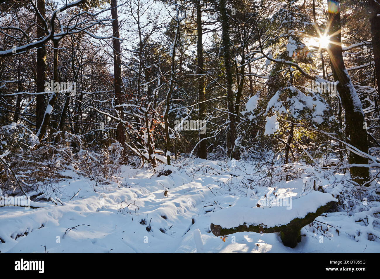 Mamhead hi-res stock photography and images - Alamy