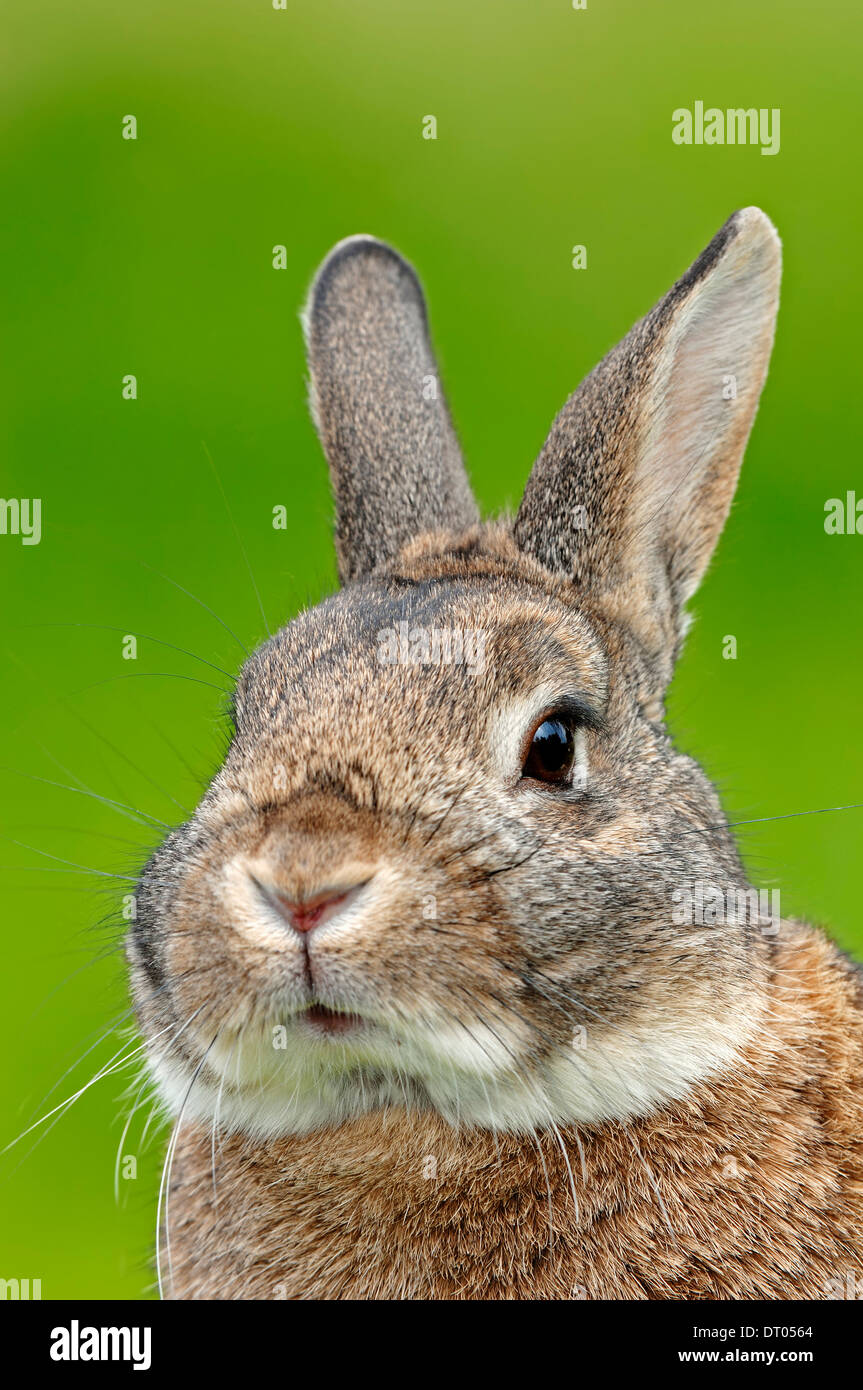 Dwarf Rabbit or Domestic Rabbit Stock Photo - Alamy
