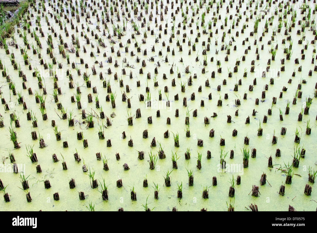 China, Yangshuo town rice paddies Stock Photo - Alamy