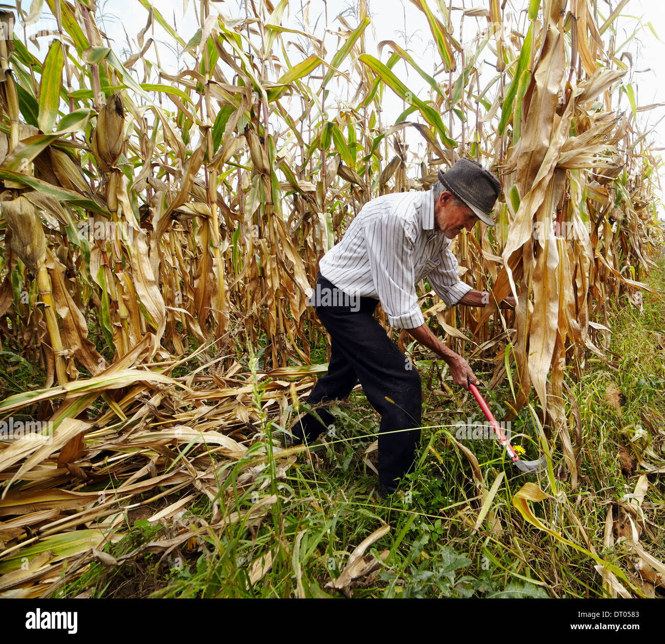 Old farmer cutting the corn with the reaping hook Stock Photo - Alamy