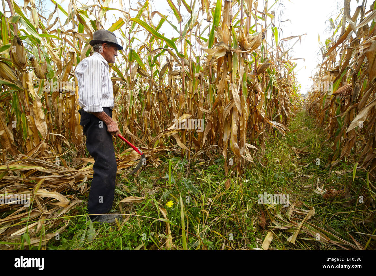 Old farmer cutting the corn with the reaping hook Stock Photo - Alamy
