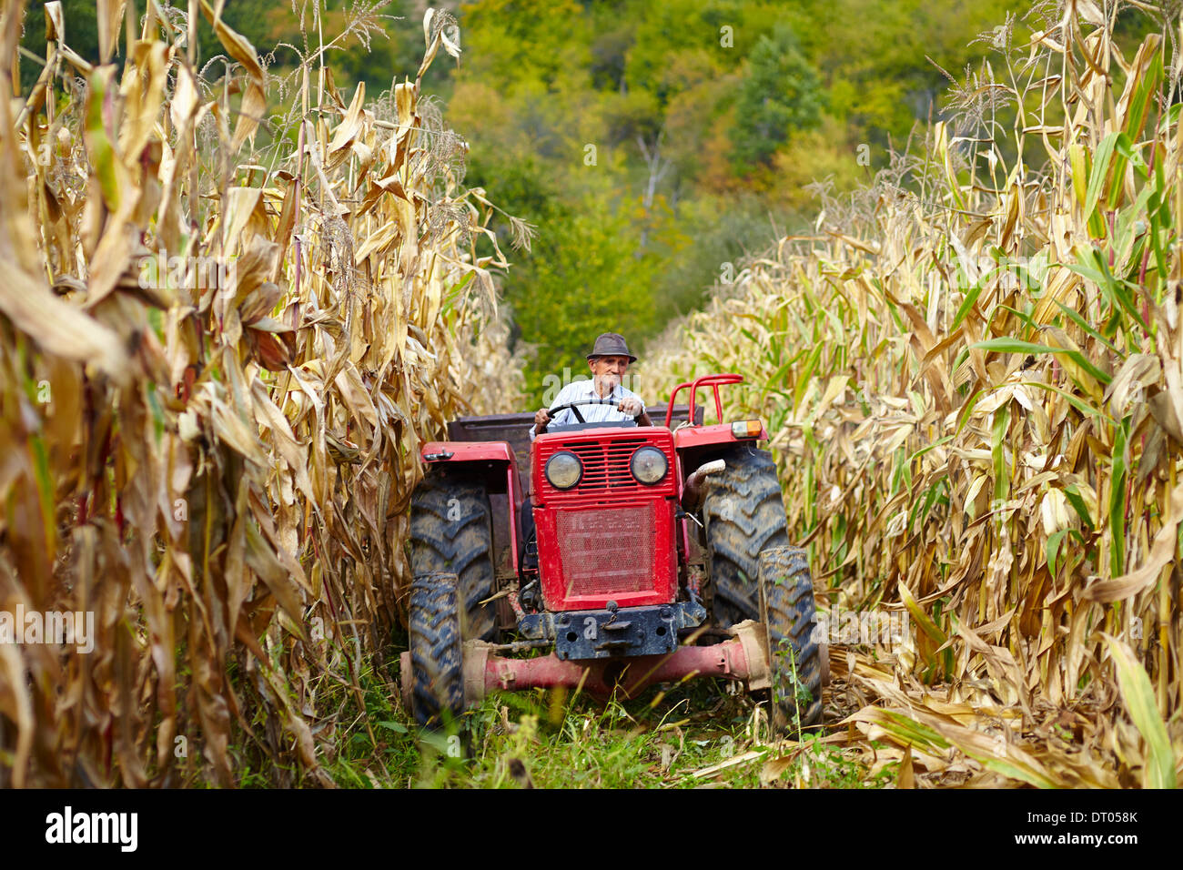 Old farmer driving the tractor in the cornfield at the corn harvest ...