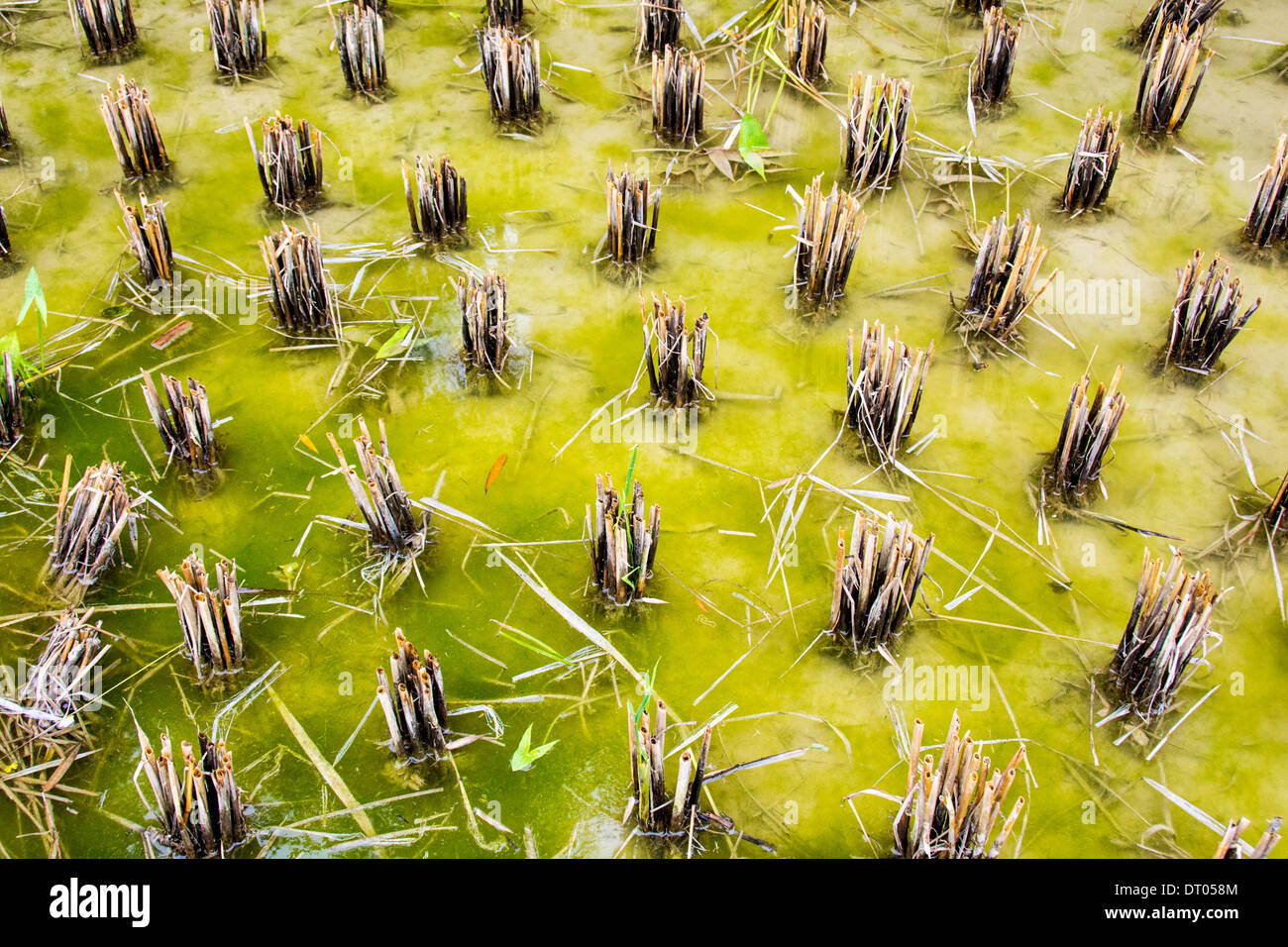Rice paddies of yangshuo hi-res stock photography and images - Alamy