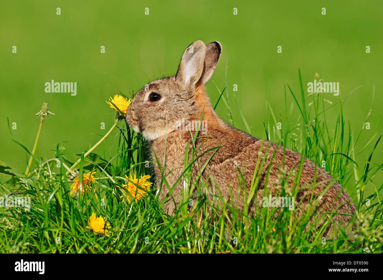 Dwarf Rabbit or Domestic Rabbit Stock Photo - Alamy