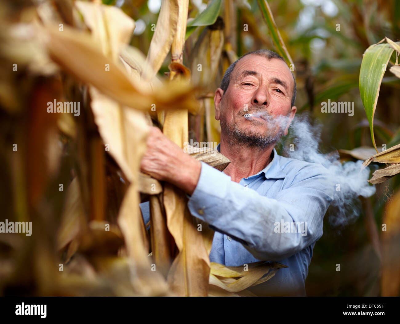Closeup of farmer harvesting corn and smoking Stock Photo - Alamy