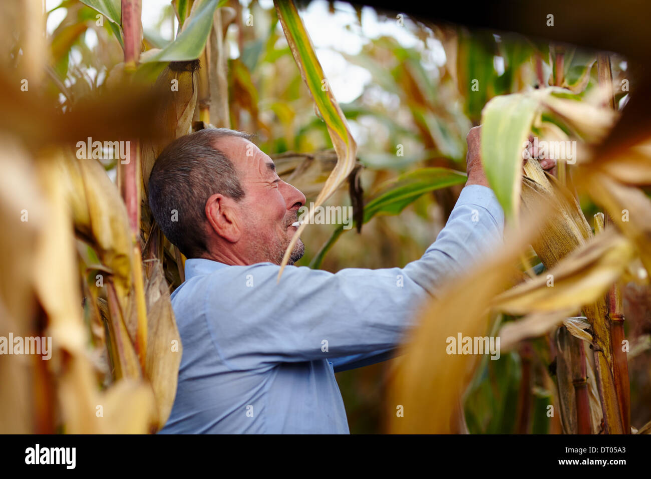 Closeup old man corn harvest hi-res stock photography and images - Alamy