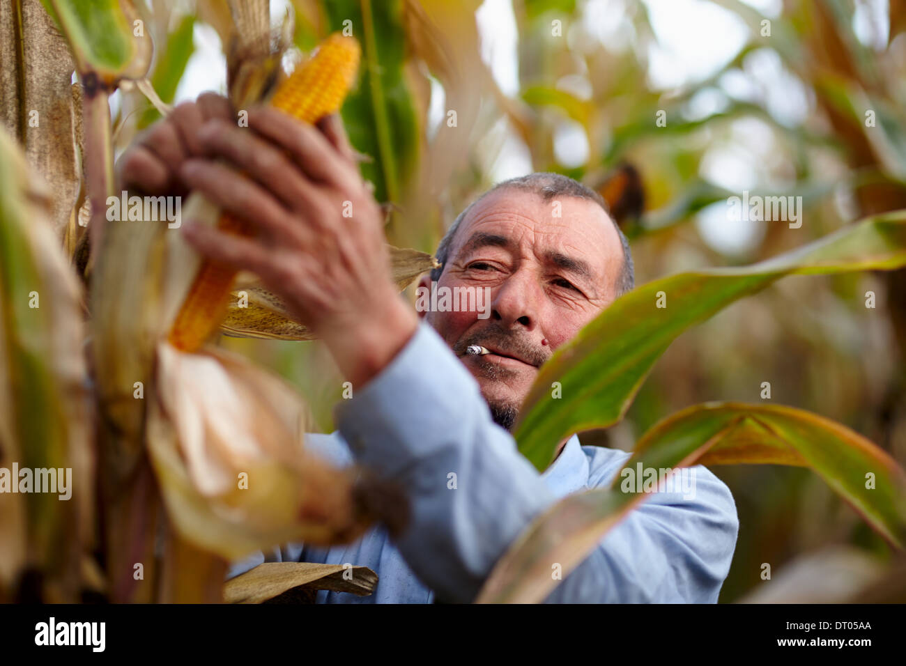 Closeup of farmer harvesting corn and smoking Stock Photo - Alamy