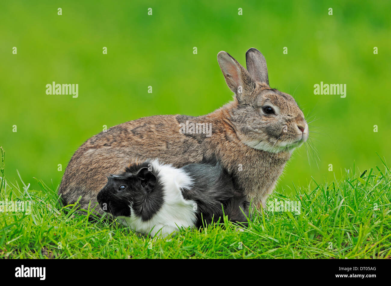 Domestic guinea pig cavia porcellus hi-res stock photography and images ...