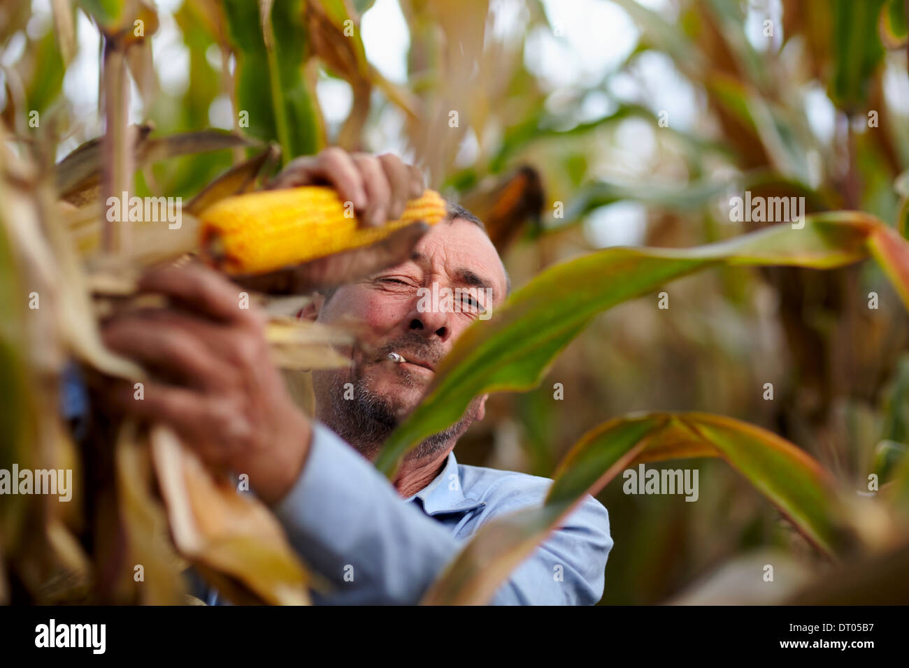 Closeup old man corn harvest hi-res stock photography and images - Alamy