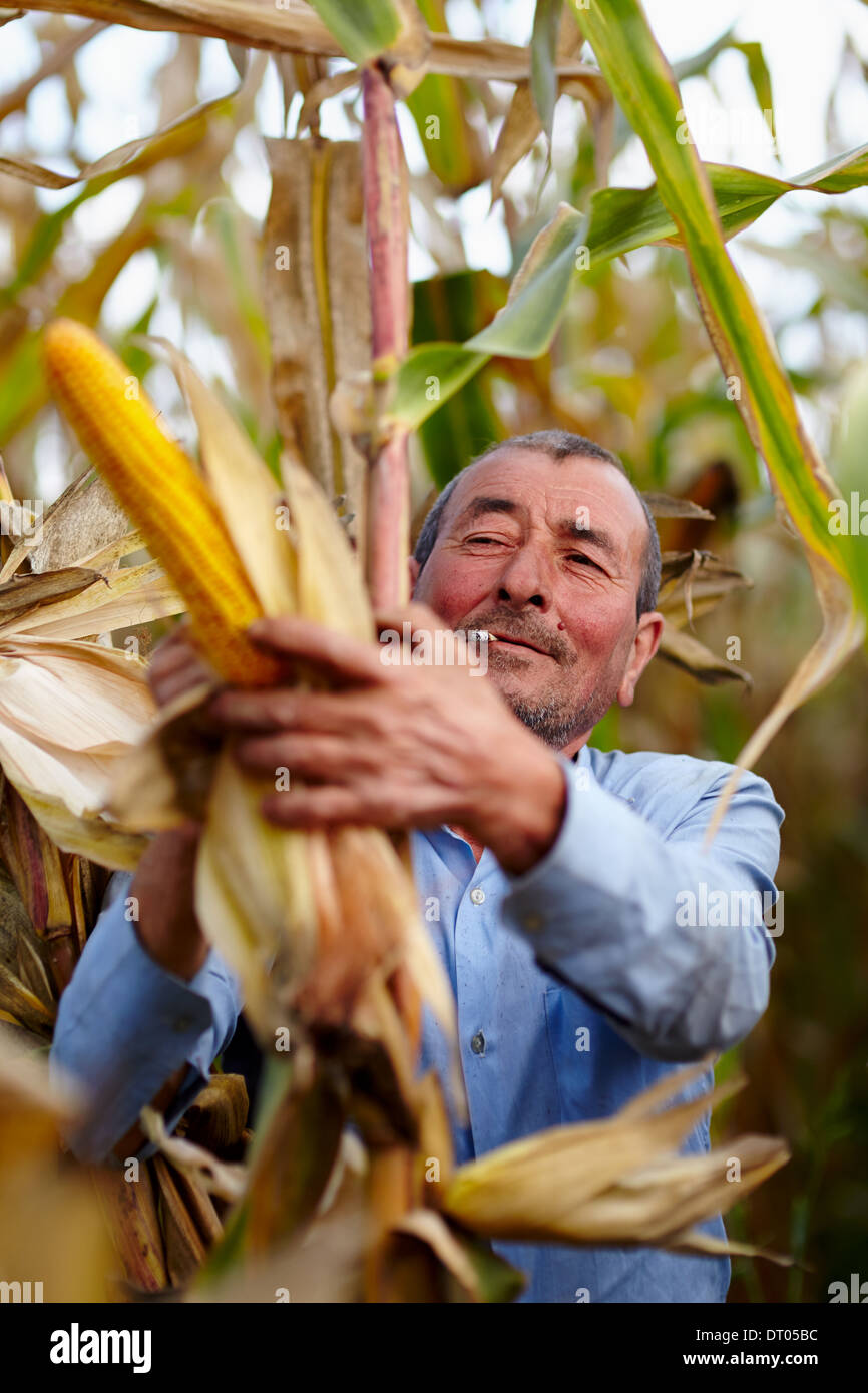 Closeup old man corn harvest hi-res stock photography and images - Alamy