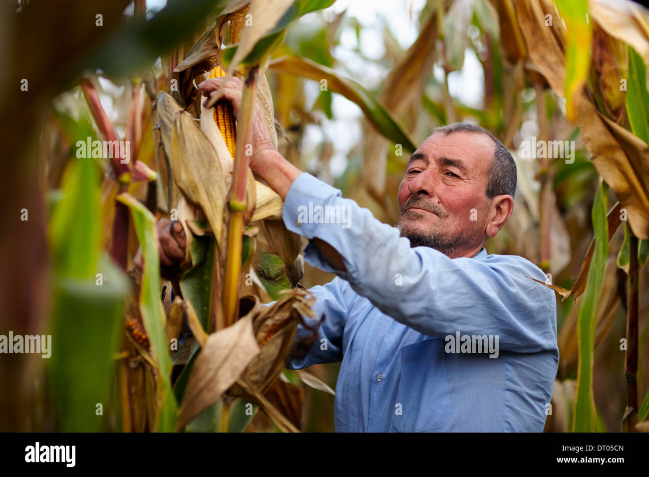 Closeup old man corn harvest hi-res stock photography and images - Alamy
