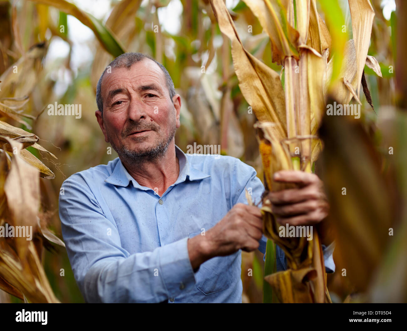 Closeup old man corn harvest hi-res stock photography and images - Alamy