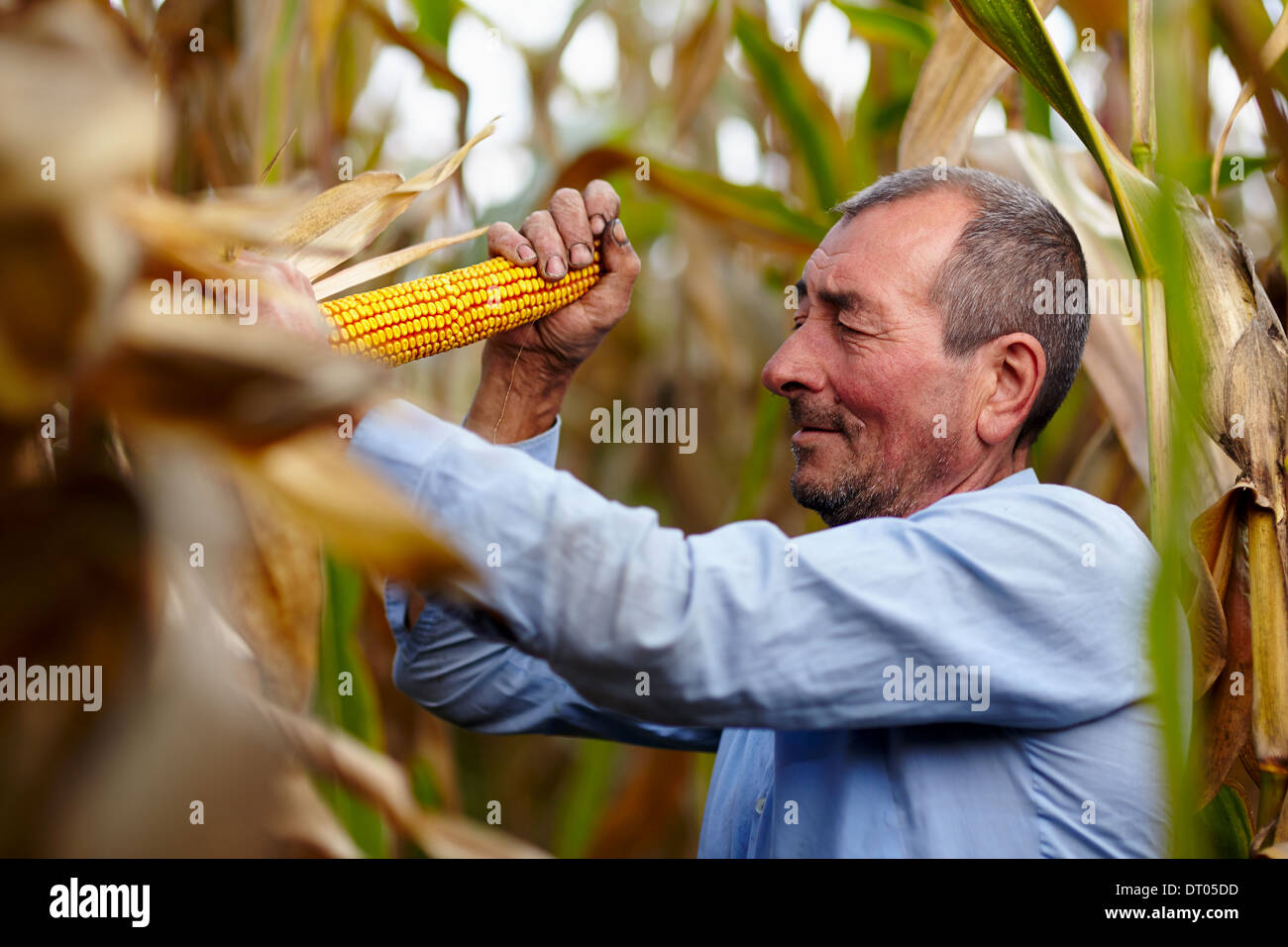 Closeup old man corn harvest hi-res stock photography and images - Alamy
