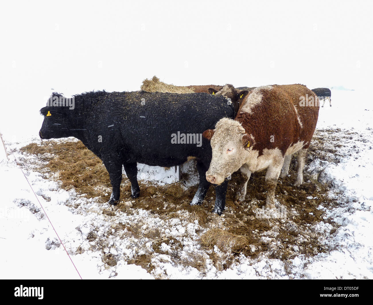 Cows with snow hi-res stock photography and images - Alamy