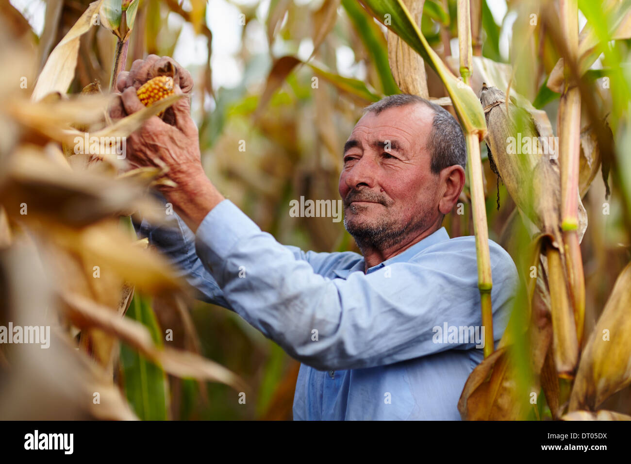 Closeup old man corn harvest hi-res stock photography and images - Alamy