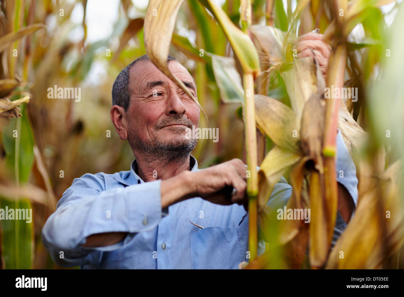 Closeup old man corn harvest hi-res stock photography and images - Alamy