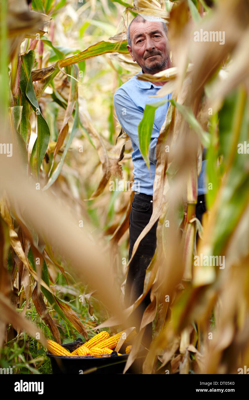 Closeup old man corn harvest hi-res stock photography and images - Alamy