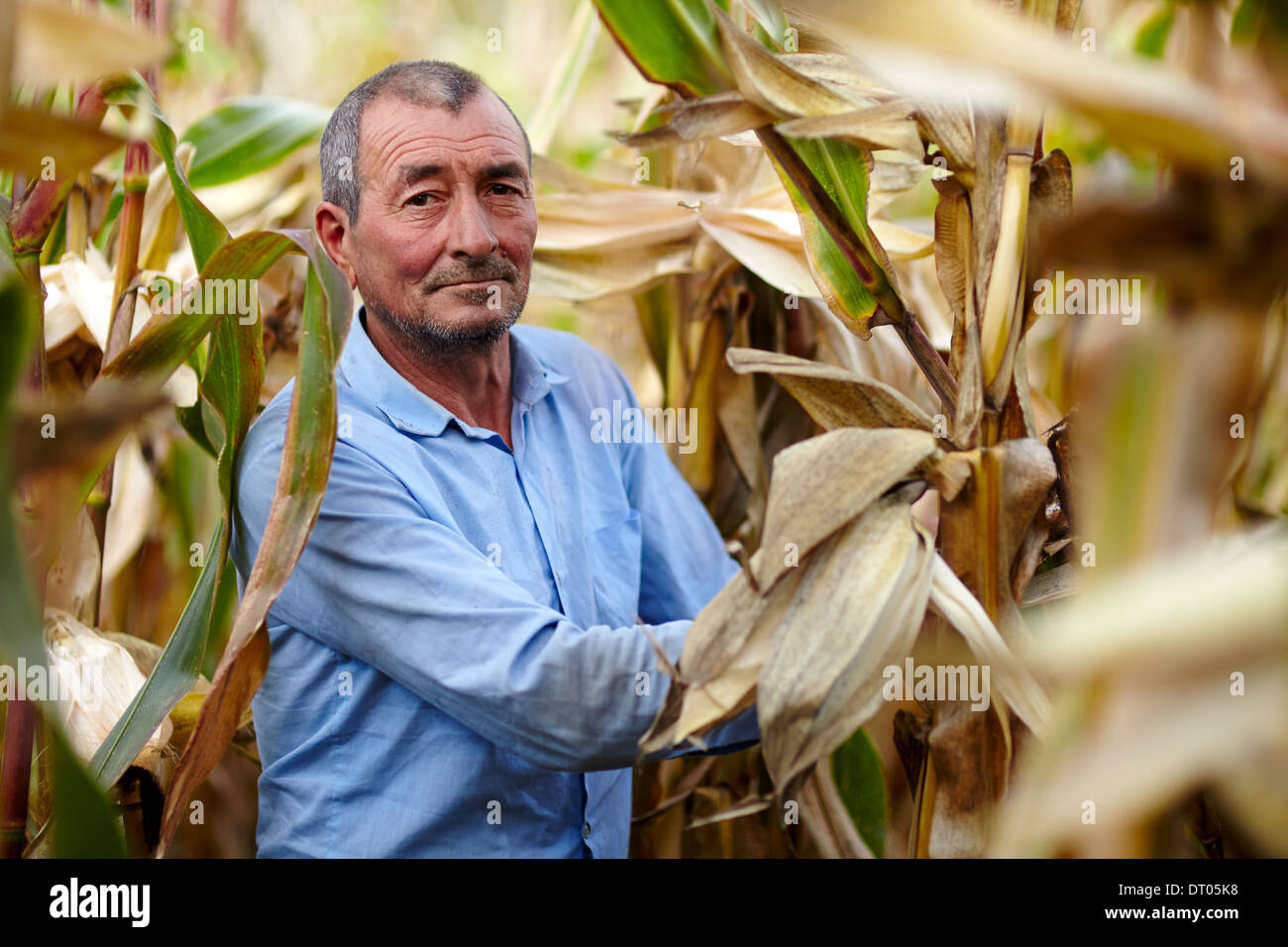 Closeup old man corn harvest hi-res stock photography and images - Alamy