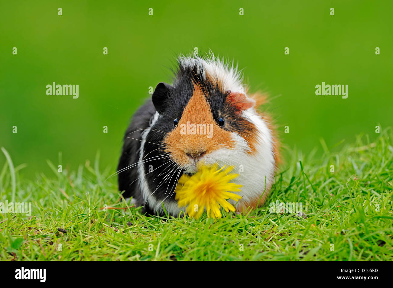 Domestic guinea pig hi-res stock photography and images - Alamy