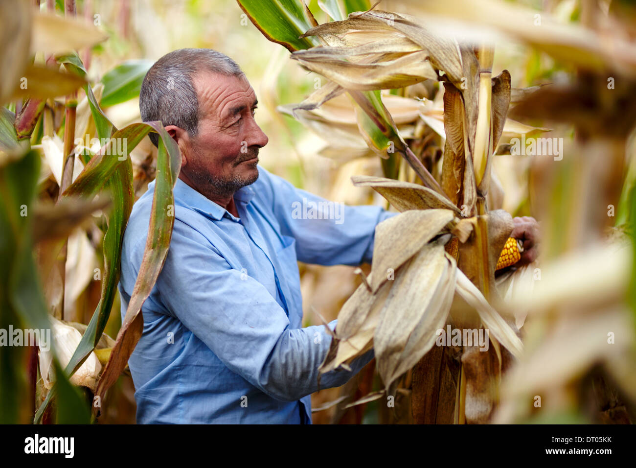 Closeup old man corn harvest hi-res stock photography and images - Alamy