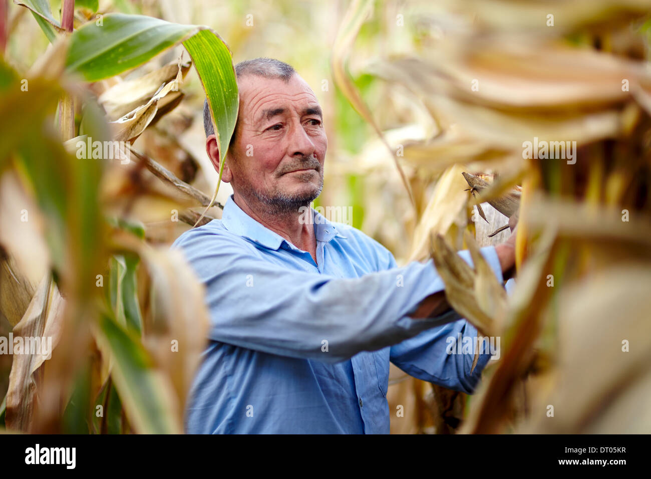 Closeup old man corn harvest hi-res stock photography and images - Alamy