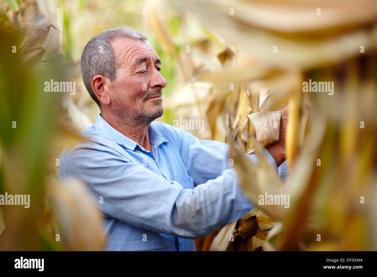 Closeup old man corn harvest hi-res stock photography and images - Alamy