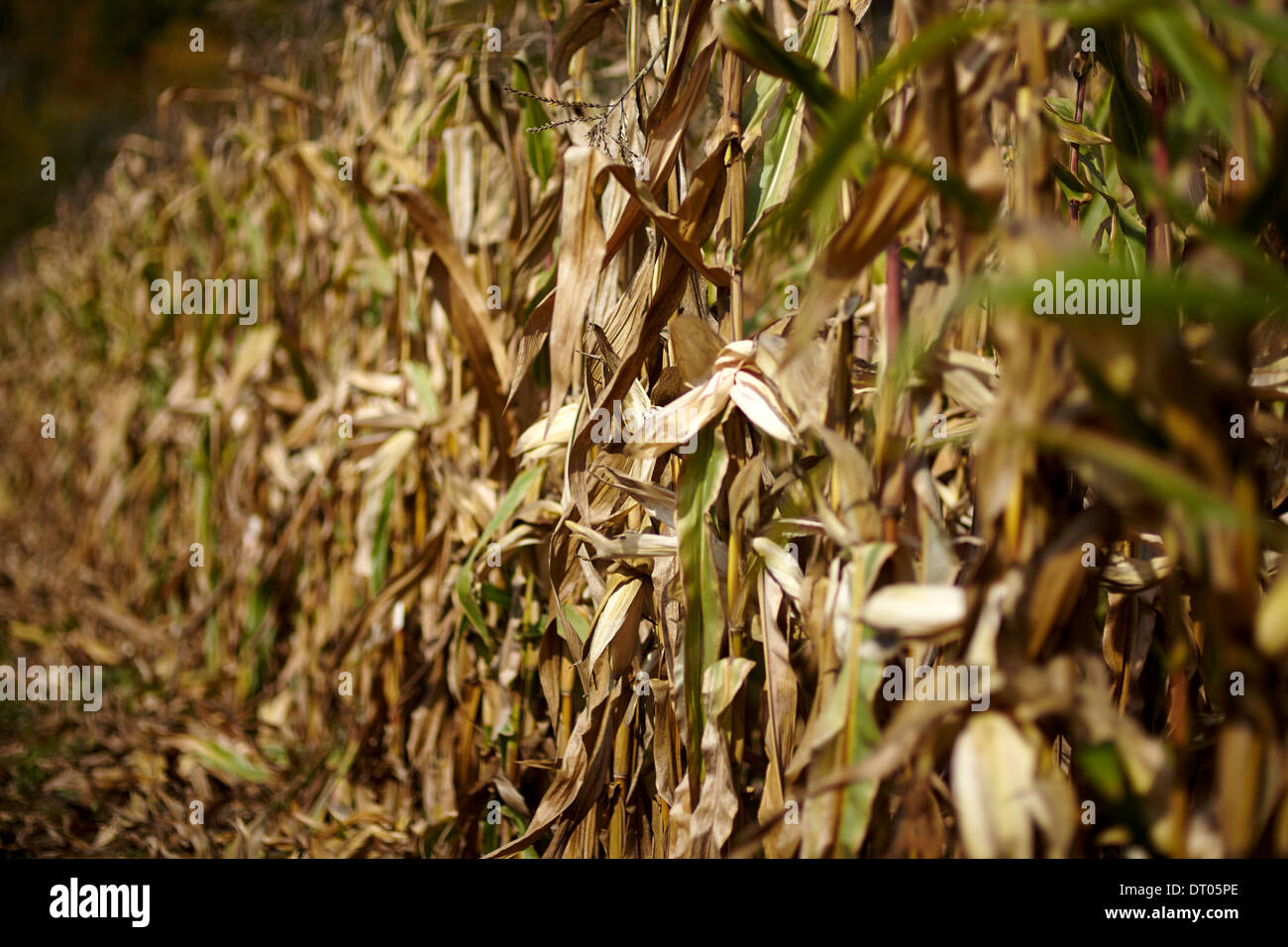 Withered corn field stalks hi-res stock photography and images - Alamy