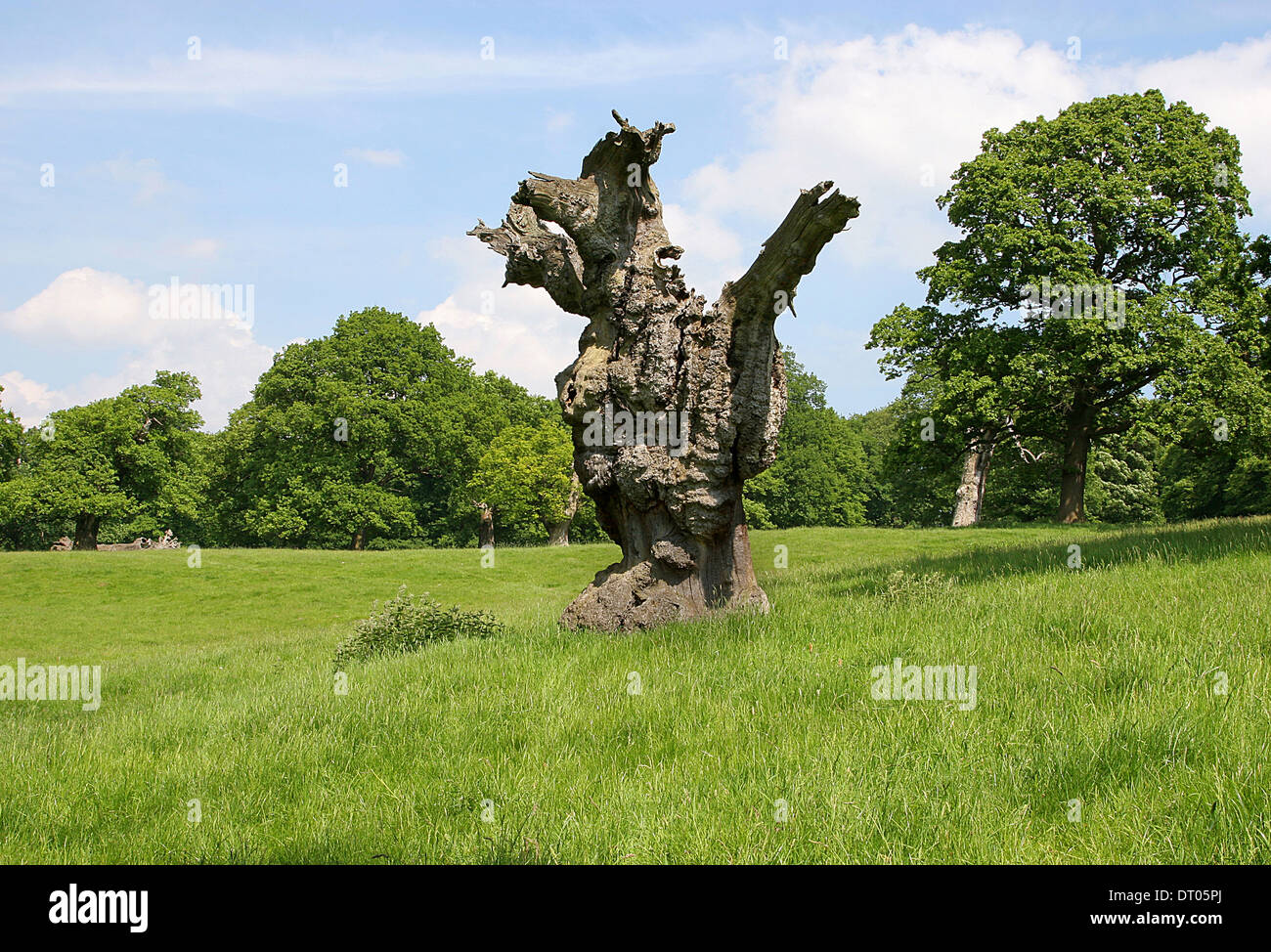 Trees Waving Chatsworth House Peak District Derbyshire Stock Photo - Alamy