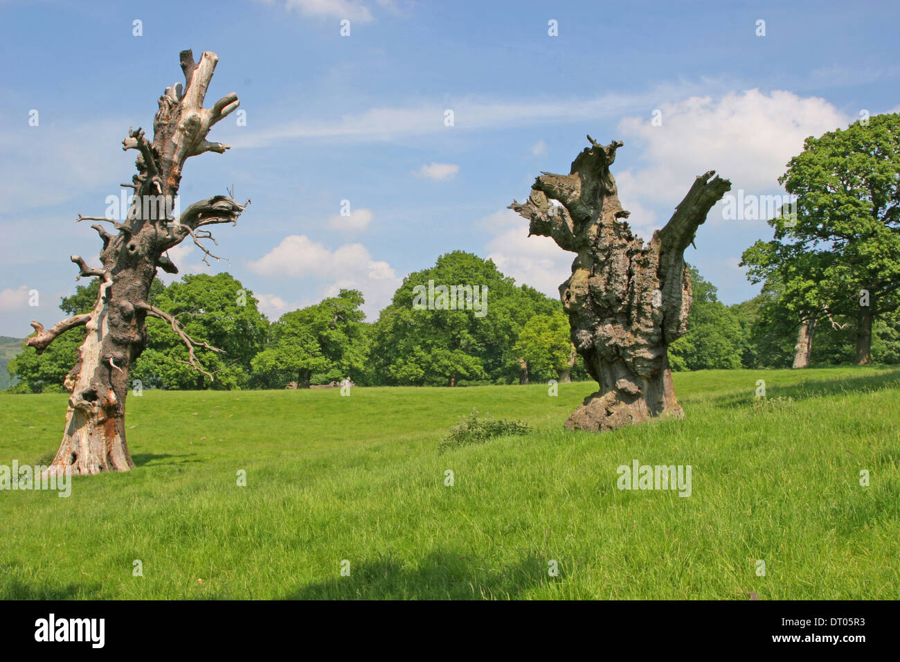 Trees Waving Chatsworth House Peak District Derbyshire Stock Photo - Alamy