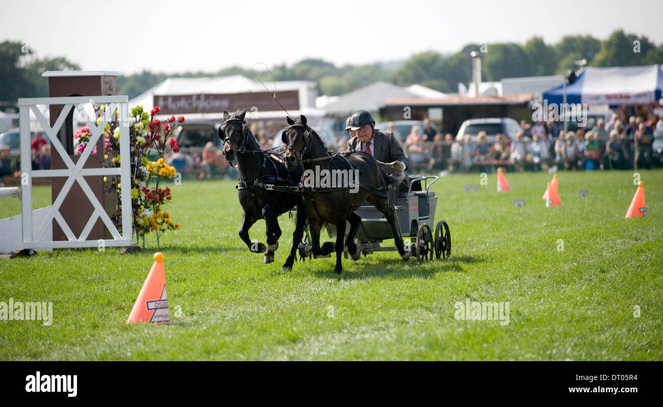 Driving harness ponies hi-res stock photography and images - Alamy