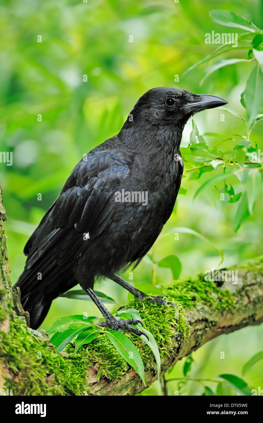 Corvus hi-res stock photography and images - Alamy
