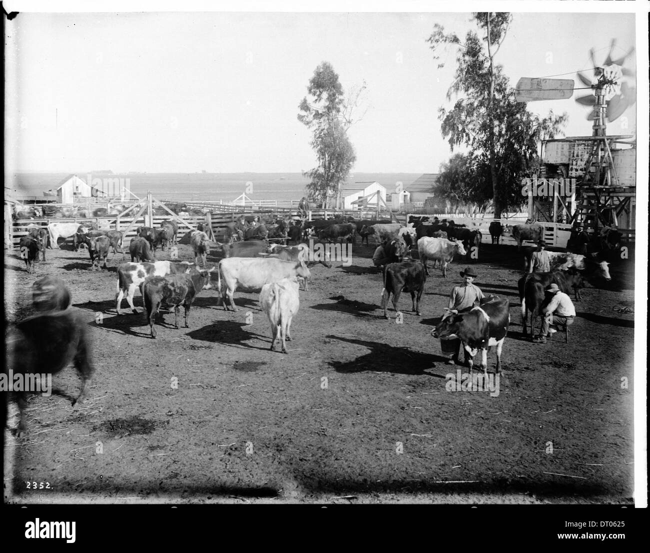 A herd of dairy cows at the Hammel and Denker ranch in Beverly Hills ...