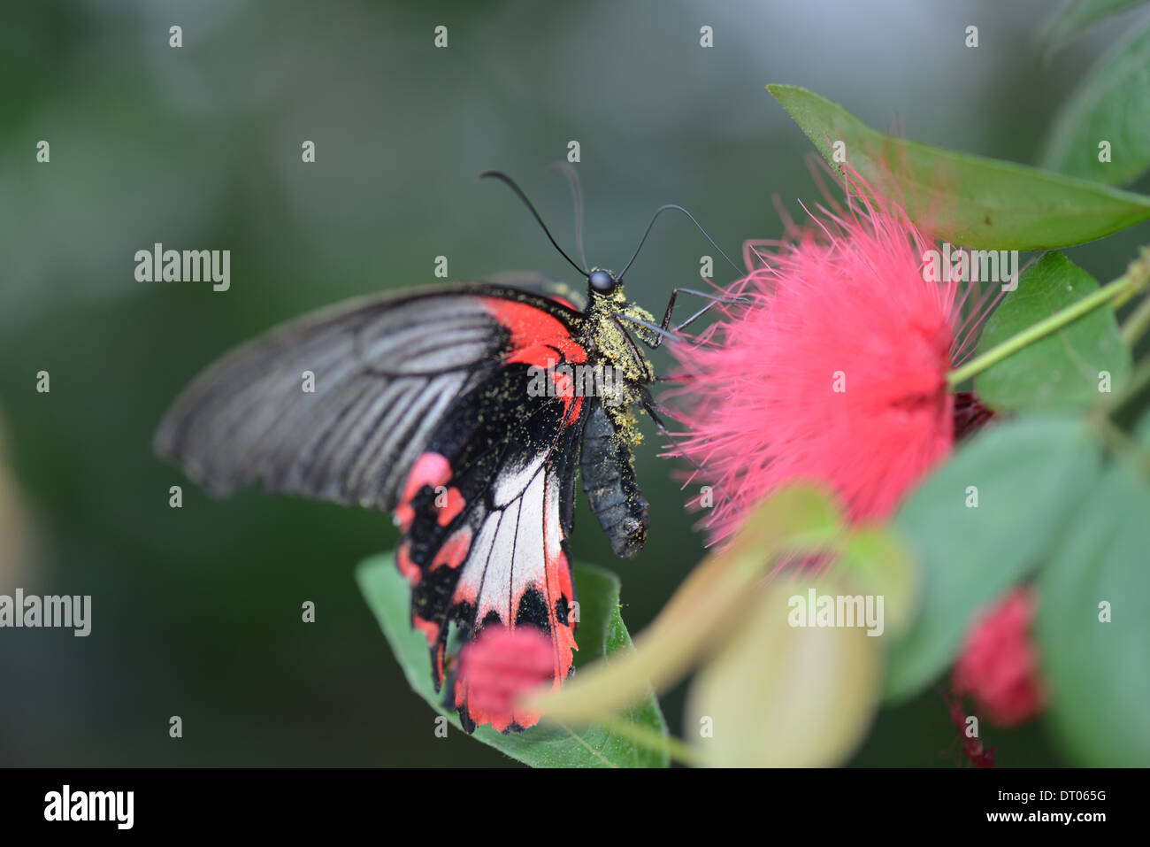 Nectar from a red flower Stock Photo - Alamy